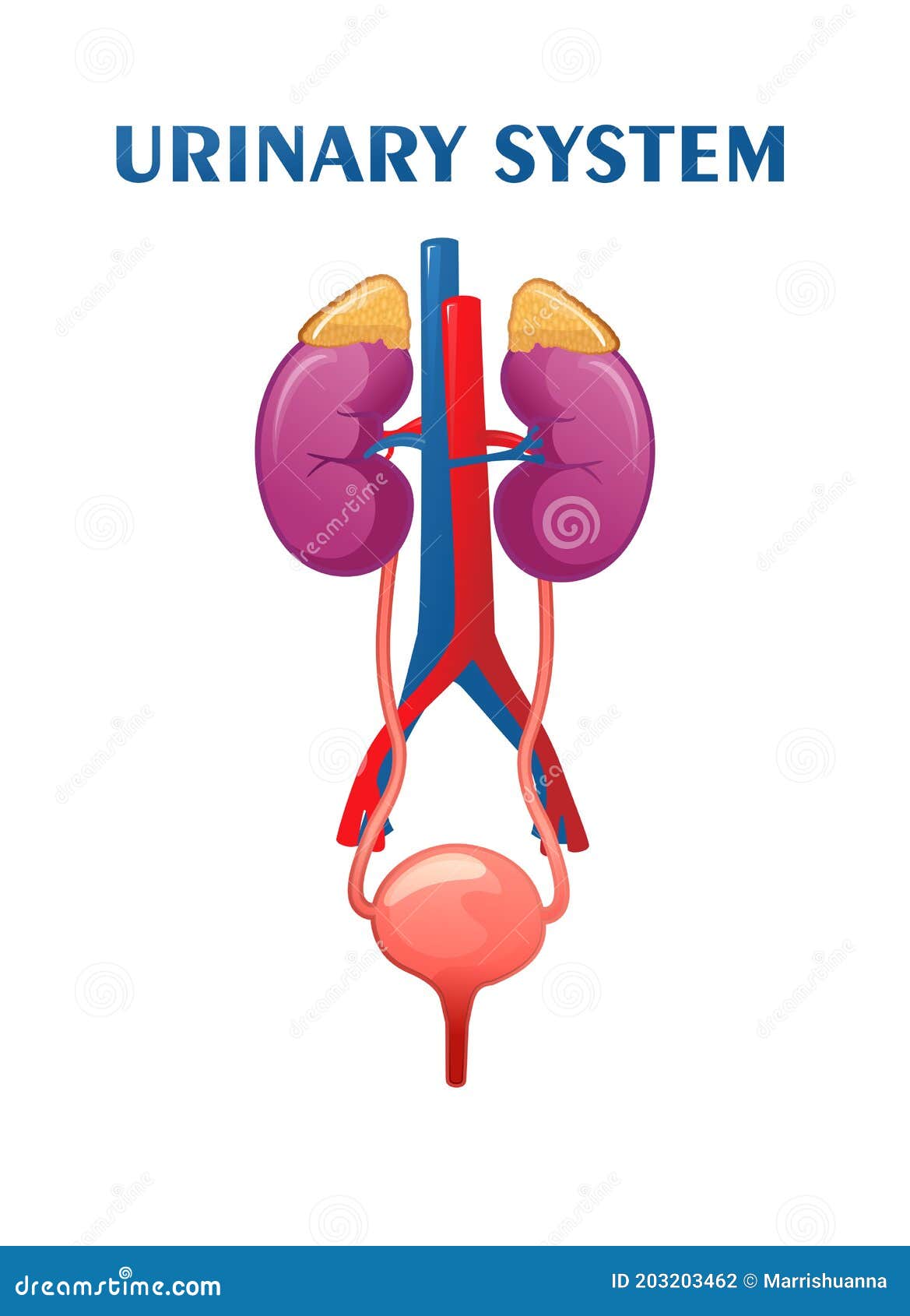 Human Urinary System Schematic Illustration Stock Vector - Illustration ...