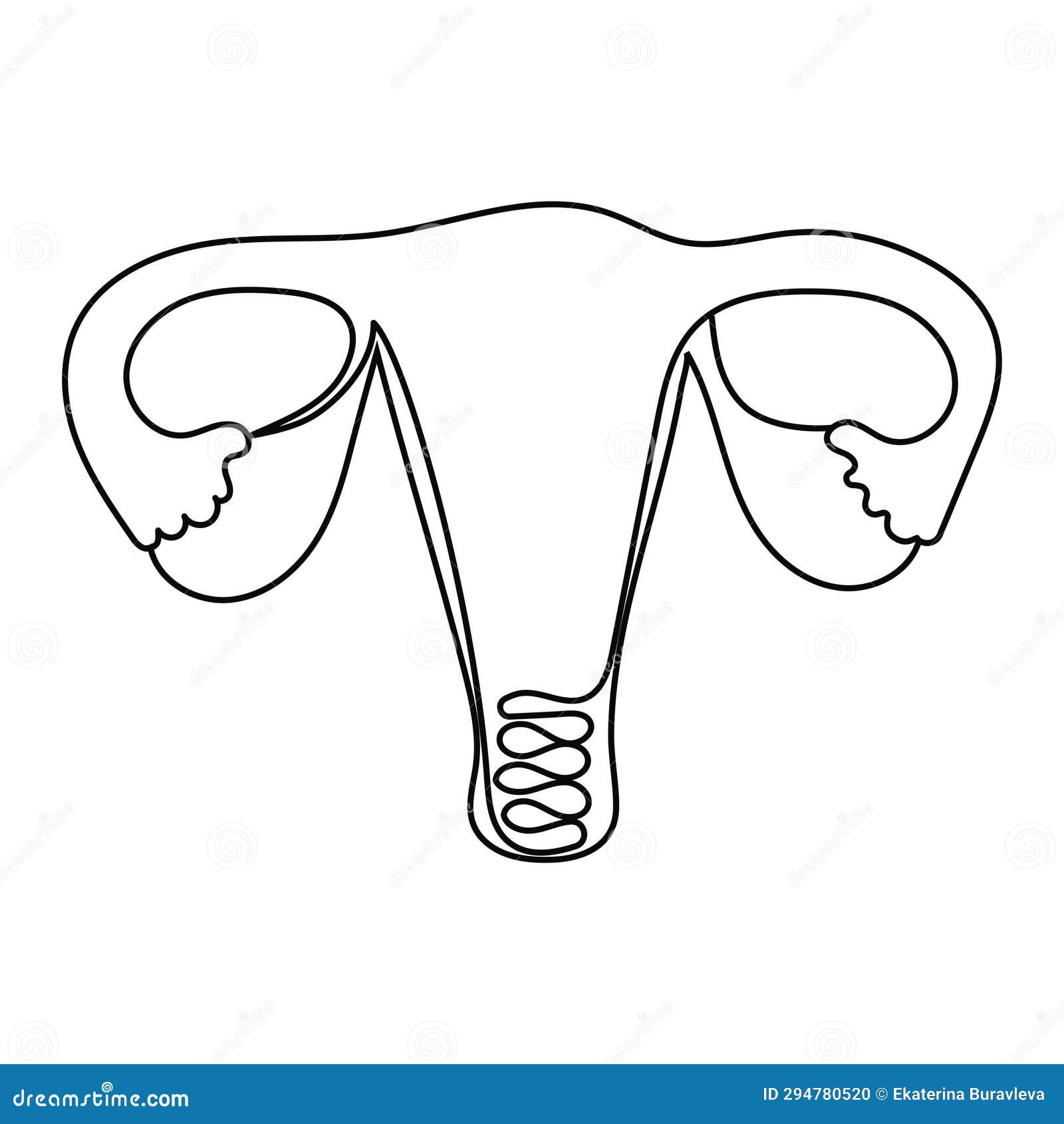 The Human Uterus is Drawn in a Continuous Line Style, in One Line ...