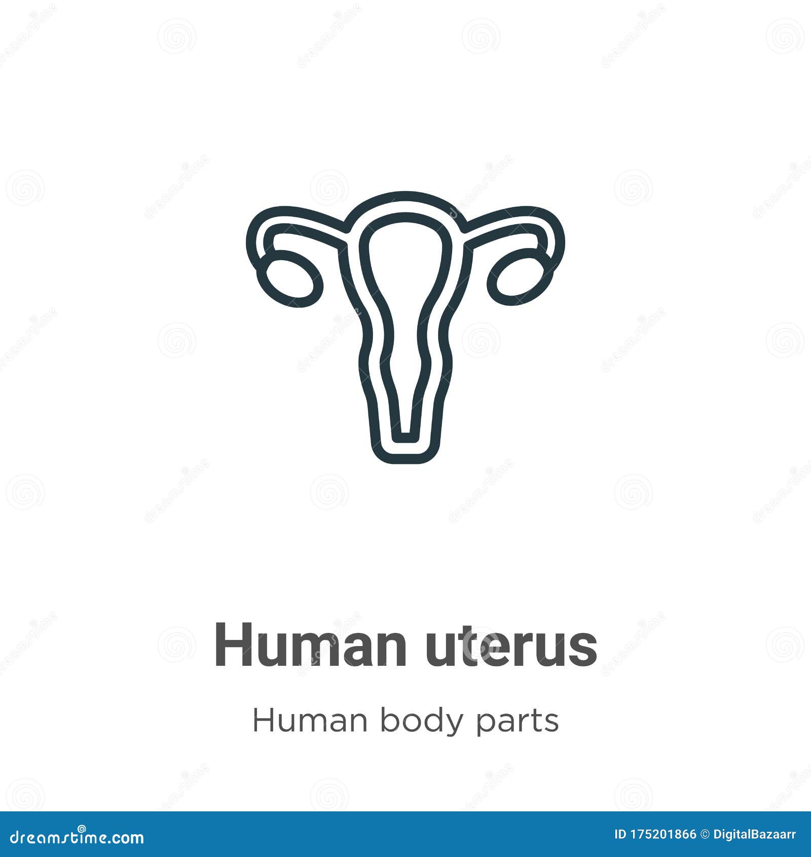 Uterus Outline Icon Vector Illustration | CartoonDealer.com #239673006