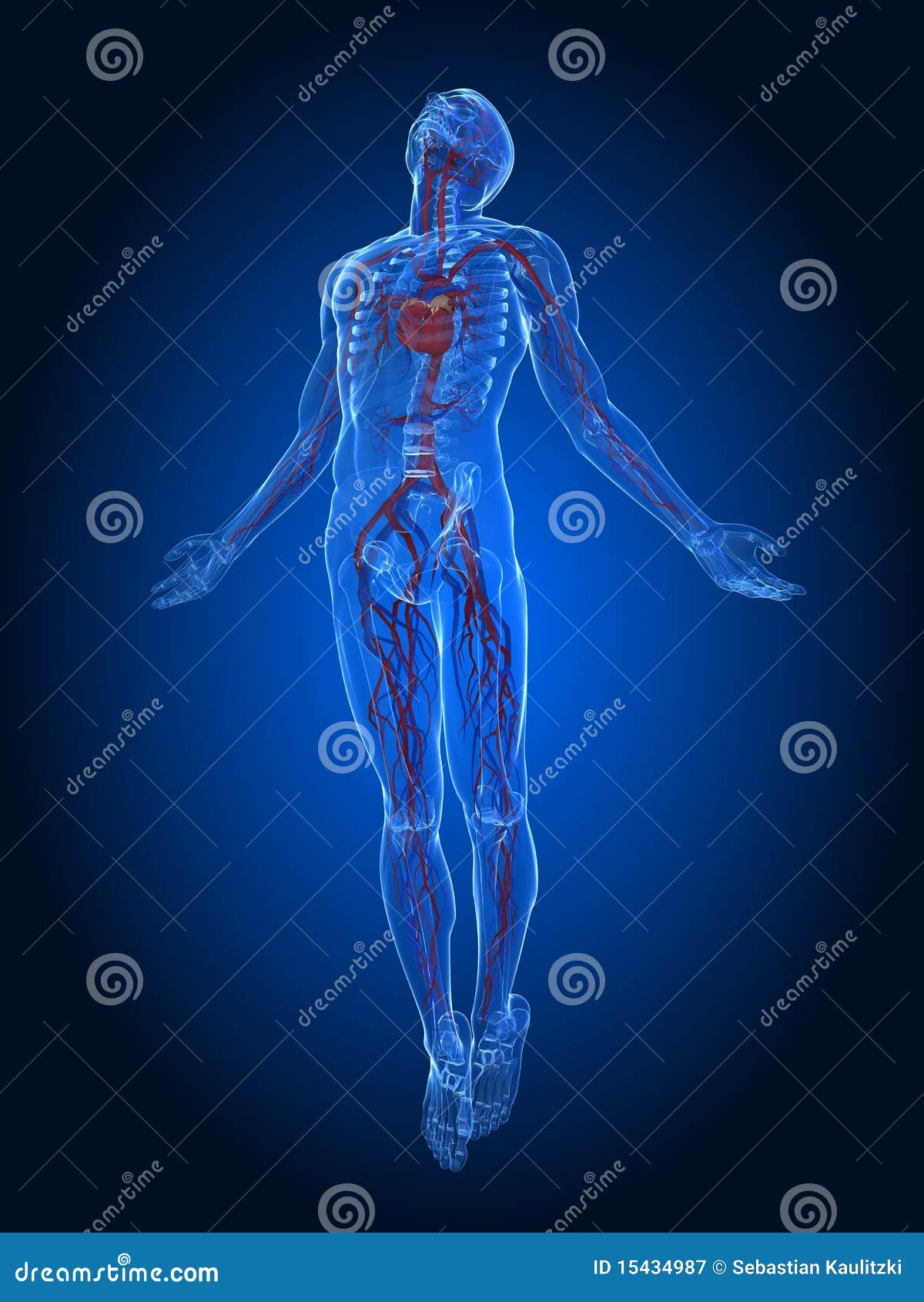 Human vascular system stock illustration. Illustration of vascular ...