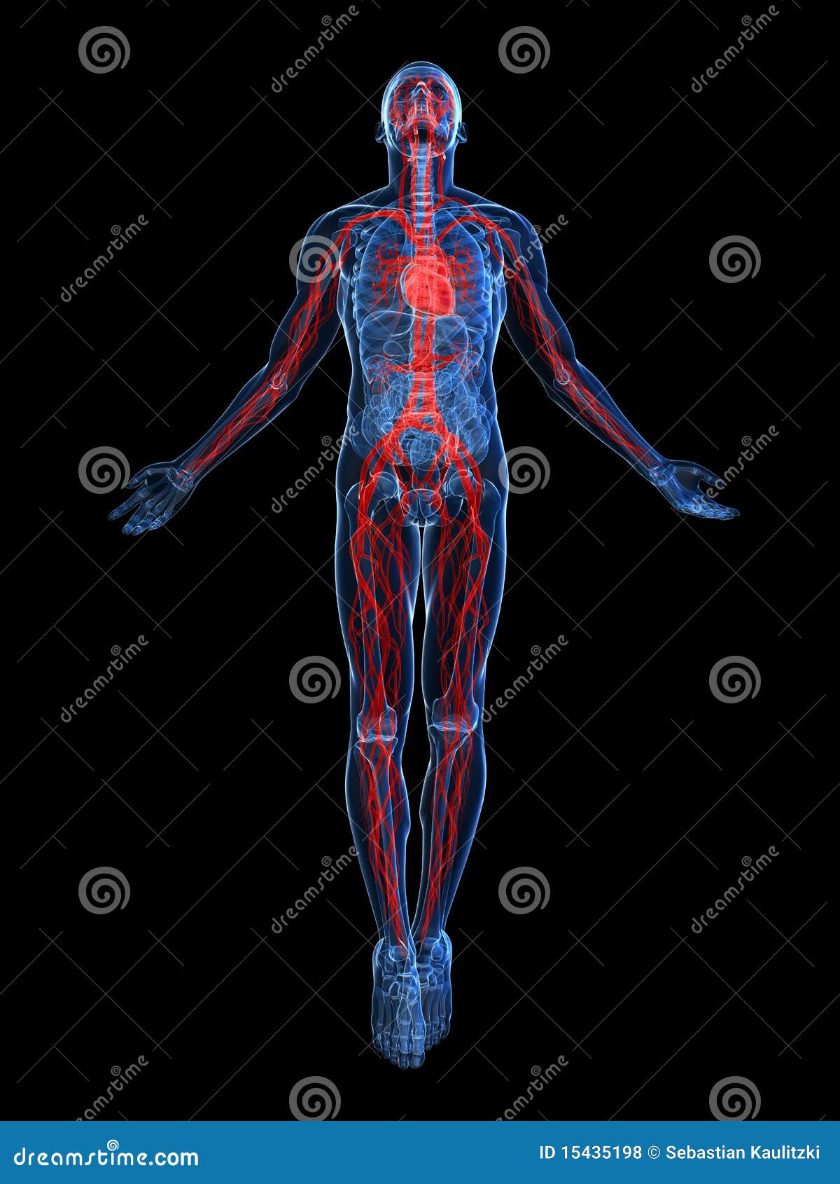 Human vascular system stock illustration. Illustration of skeletal ...