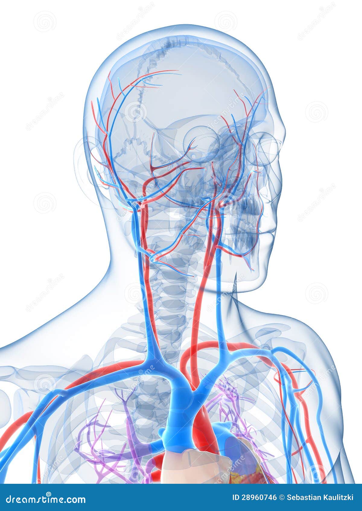 Human vascular system stock illustration. Illustration of healthy ...
