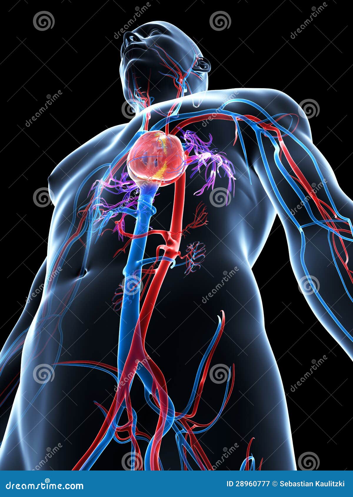 Human vascular system stock illustration. Illustration of pulmonary ...