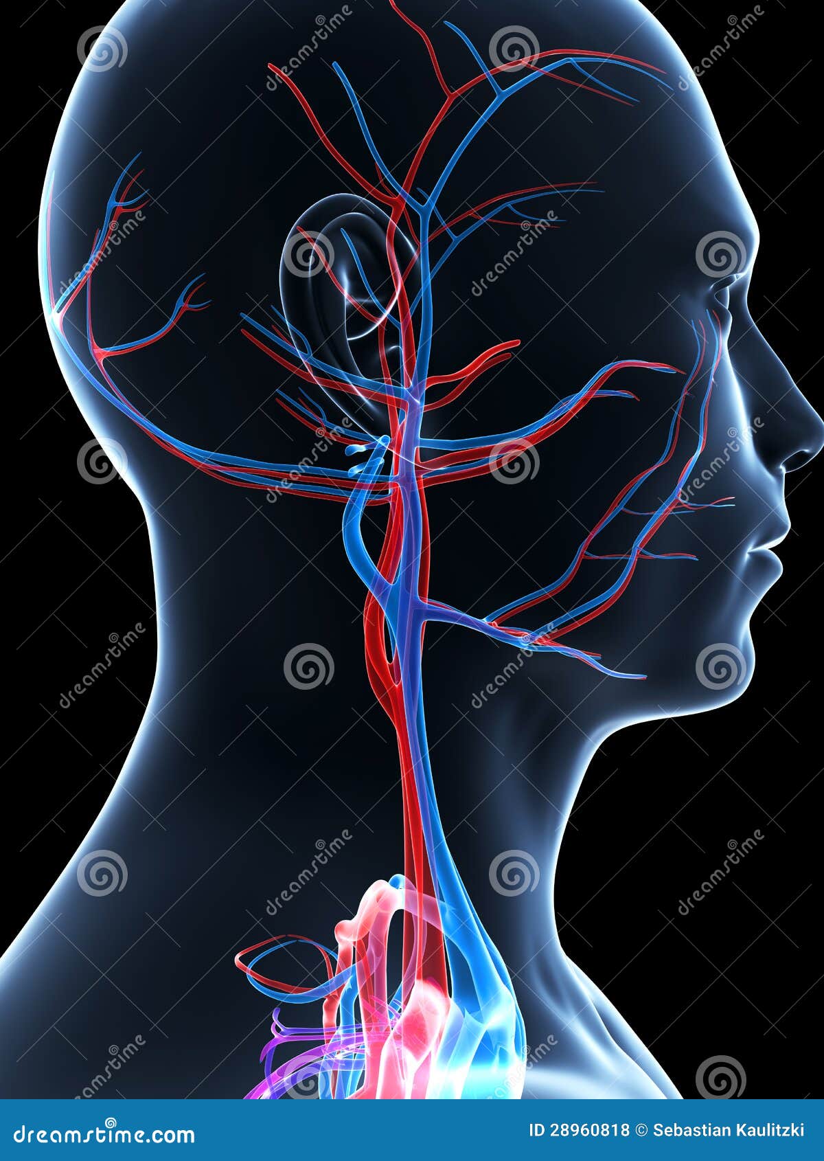 Human vascular system stock illustration. Illustration of cardiology ...