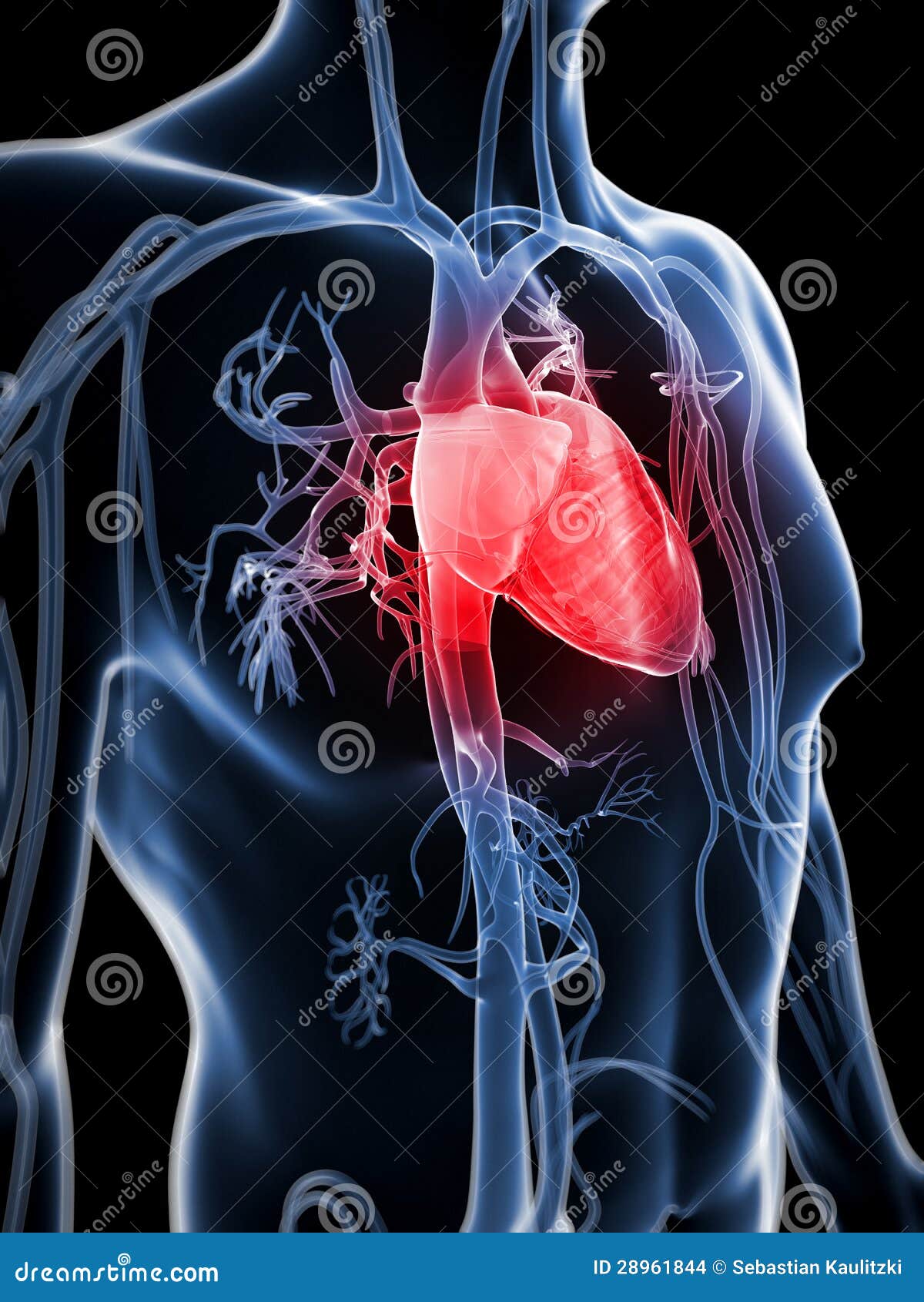 Human vascular system stock illustration. Illustration of artery - 28961844