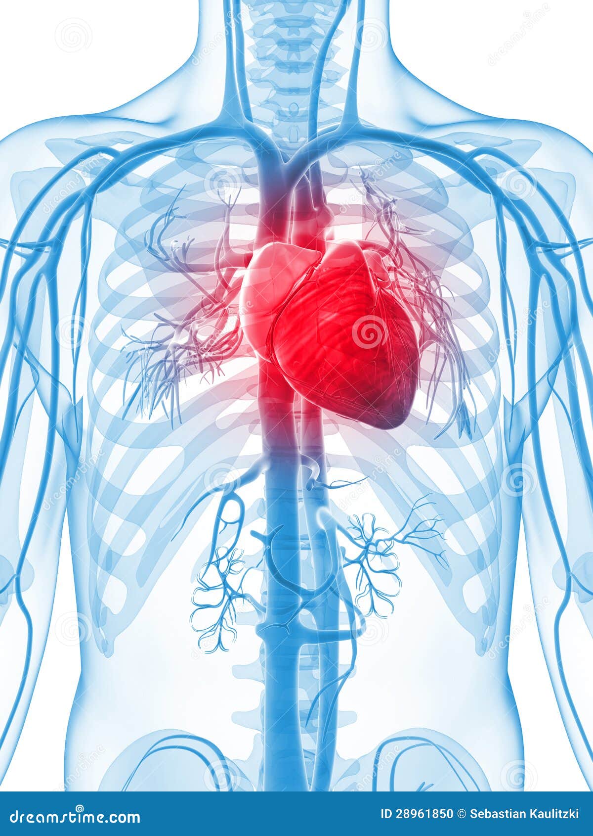 Human vascular system stock illustration. Illustration of vein - 28961850