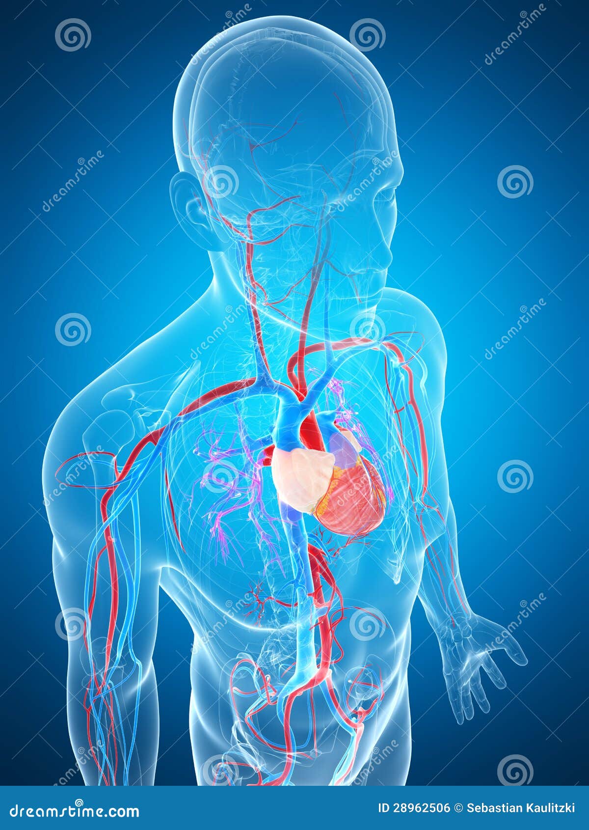 Human vascular system stock illustration. Illustration of blood - 28962506