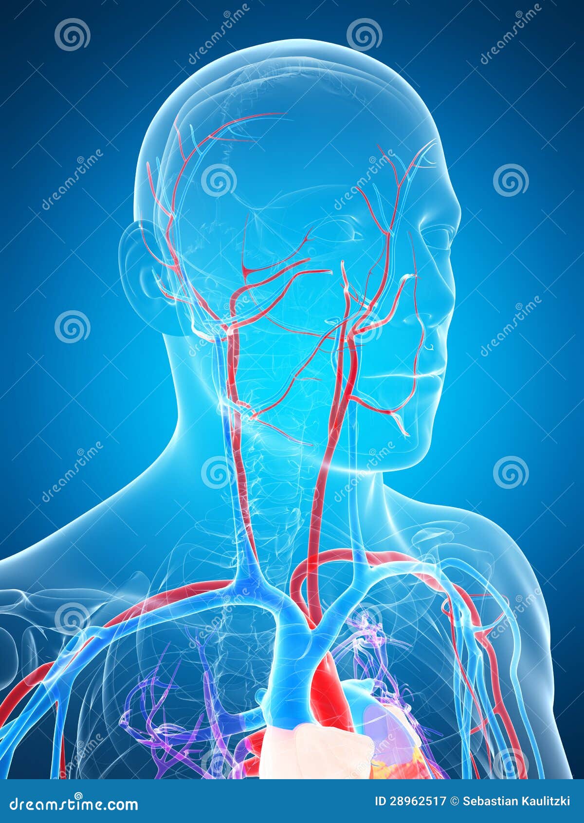 Human vascular system stock illustration. Illustration of human - 28962517