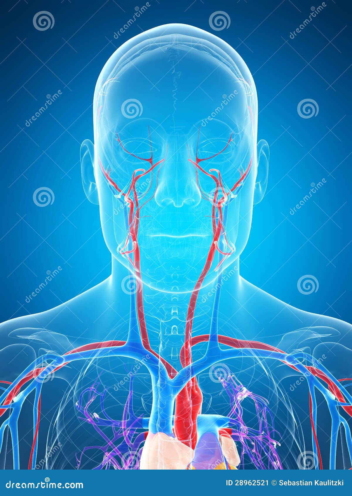 Human vascular system stock illustration. Illustration of flow - 28962521