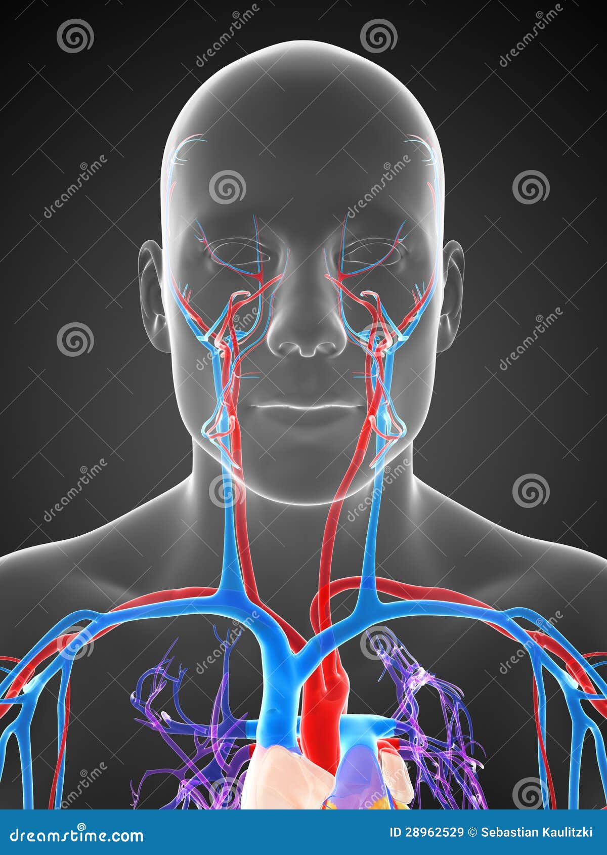 Human vascular system stock illustration. Illustration of flow - 28962529