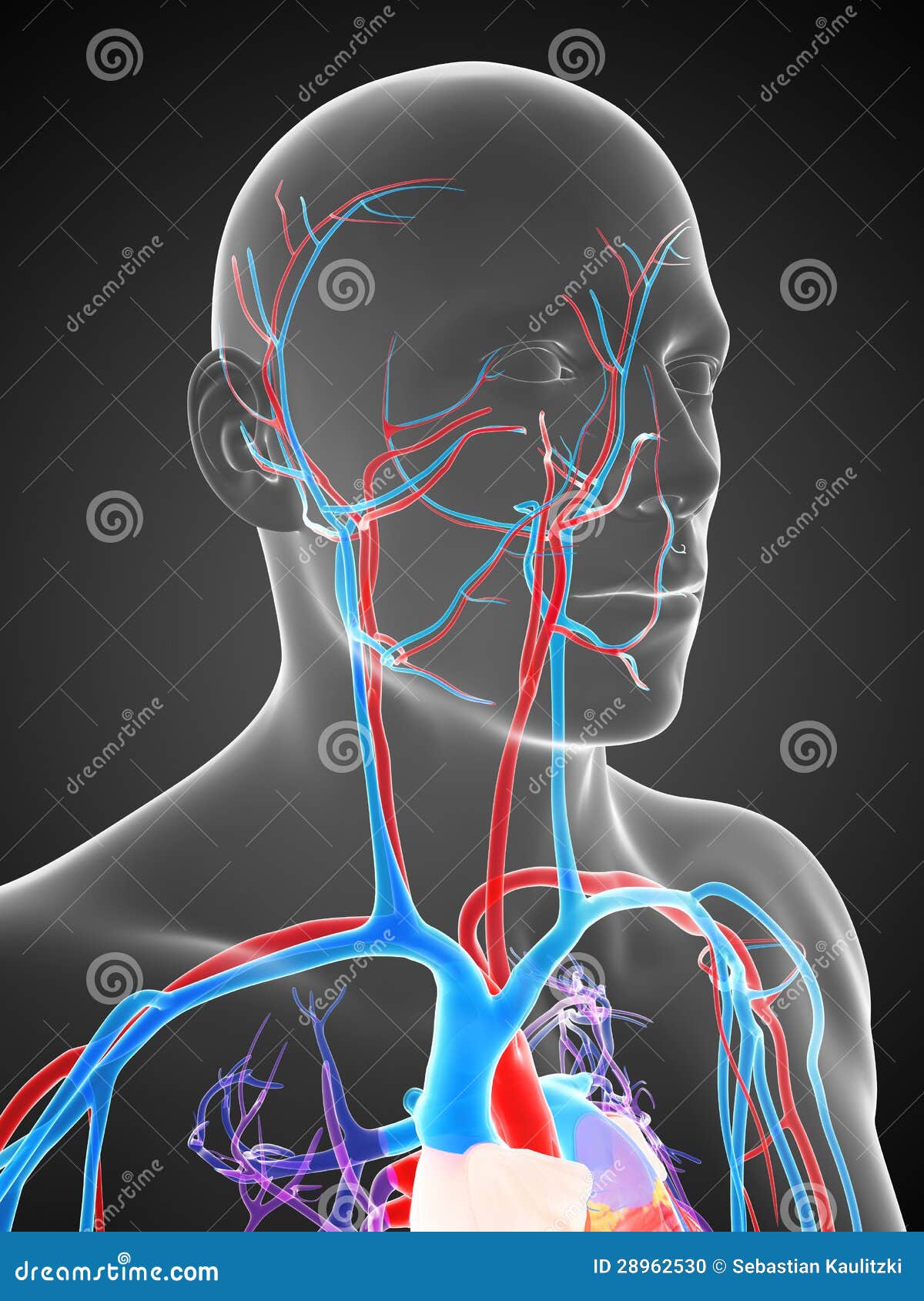 Human vascular system stock illustration. Illustration of flow - 28962530
