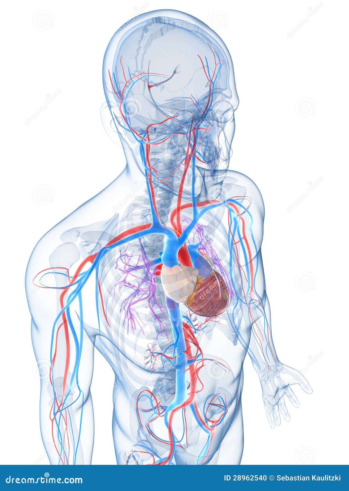 Human Vascular System Royalty-Free Cartoon | CartoonDealer.com #15434987