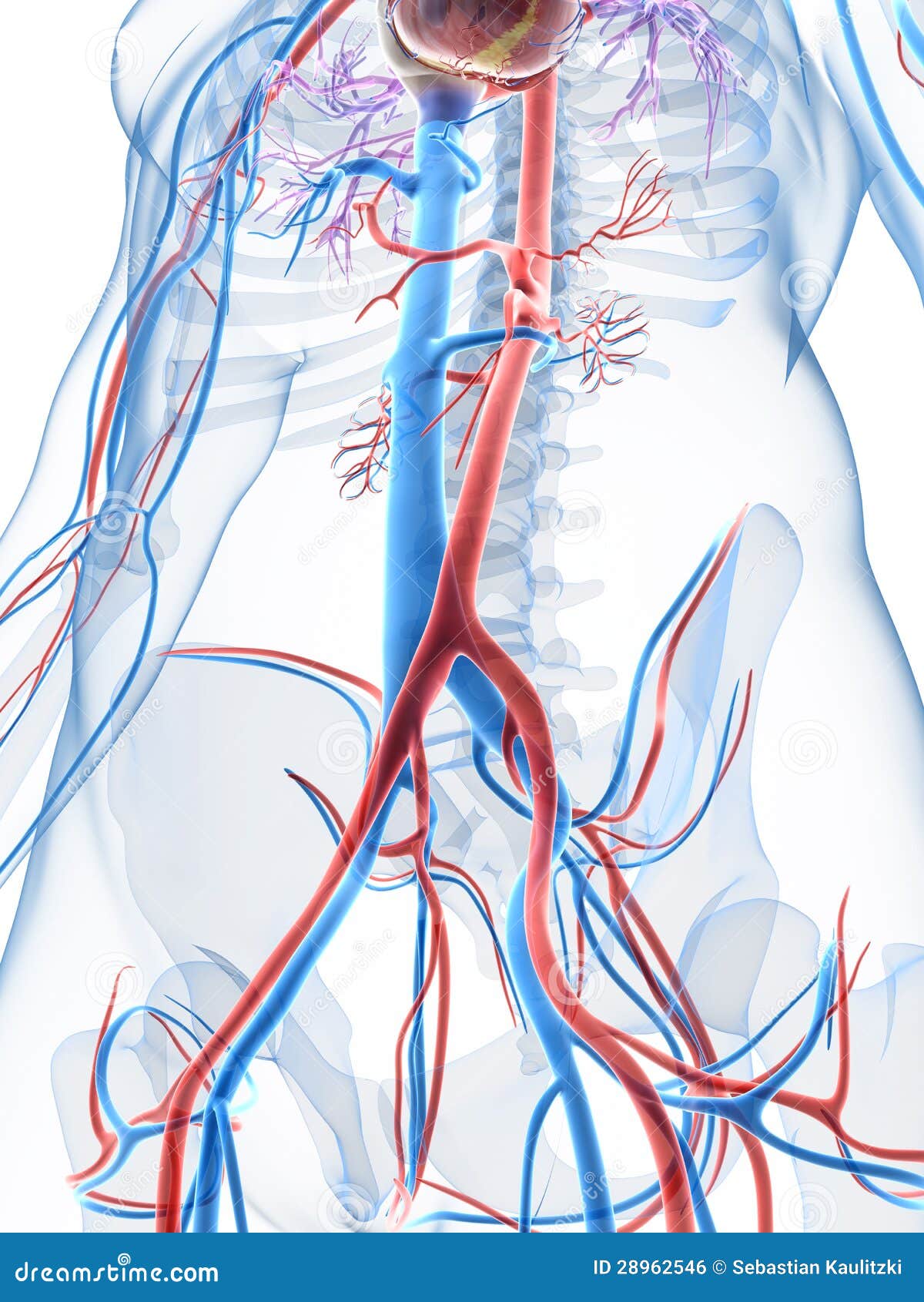 Human vascular system stock illustration. Illustration of cardiology ...