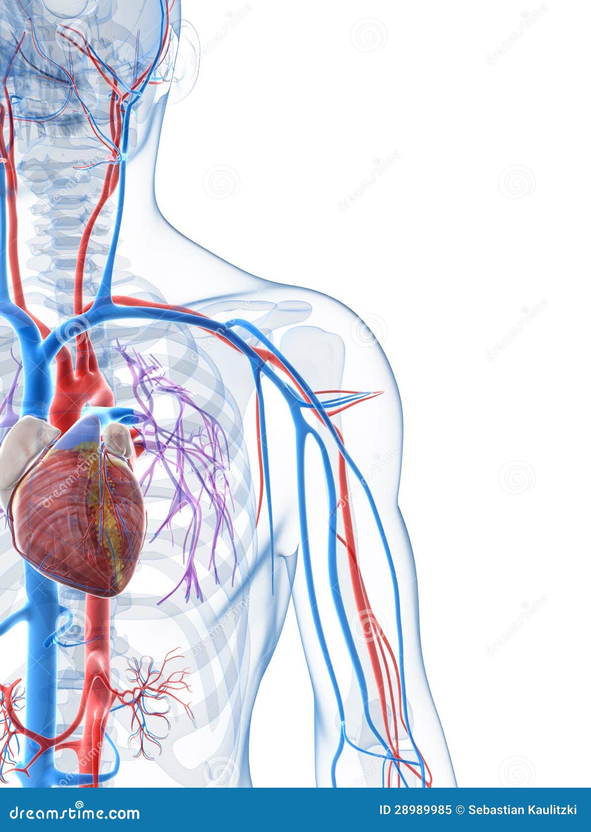 Human vascular system stock illustration. Illustration of biology ...