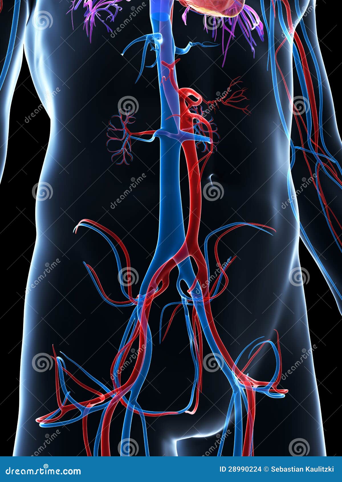 Human vascular system stock illustration. Illustration of rendering ...