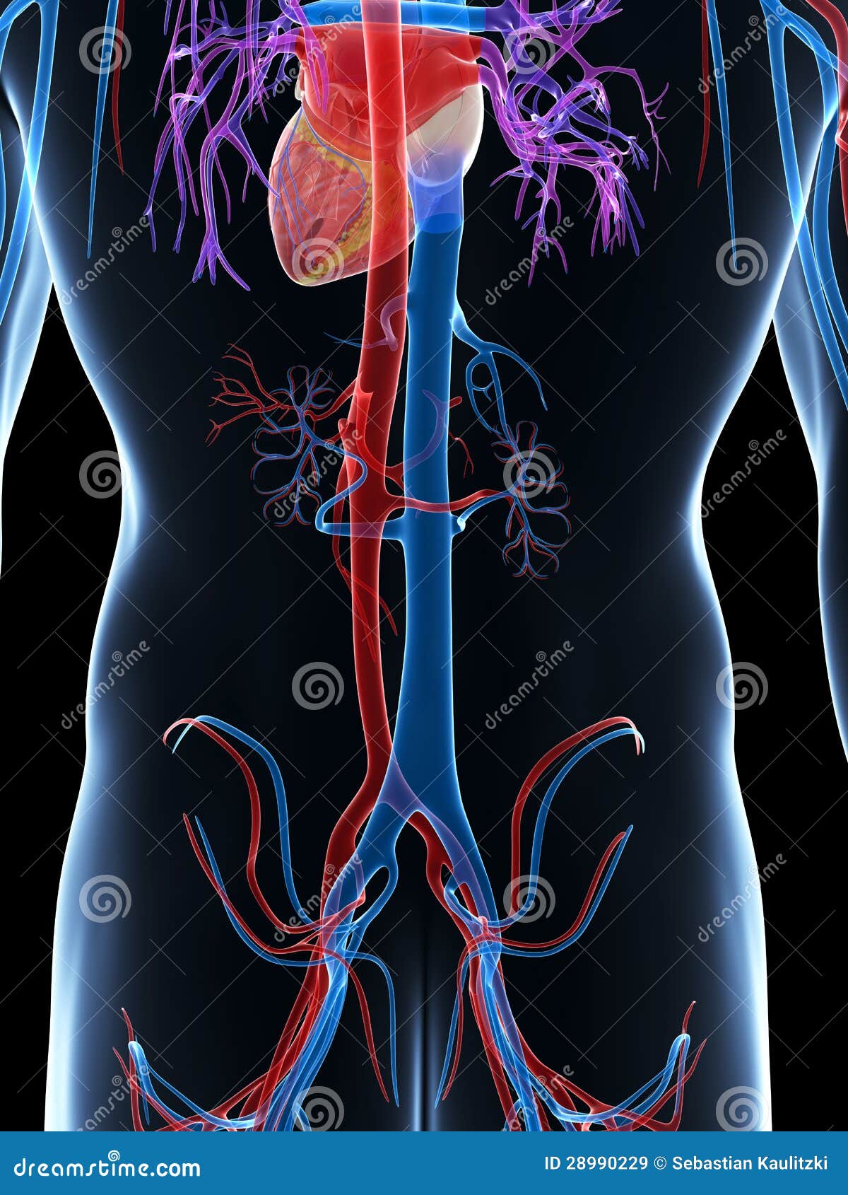 Human vascular system stock illustration. Illustration of science ...