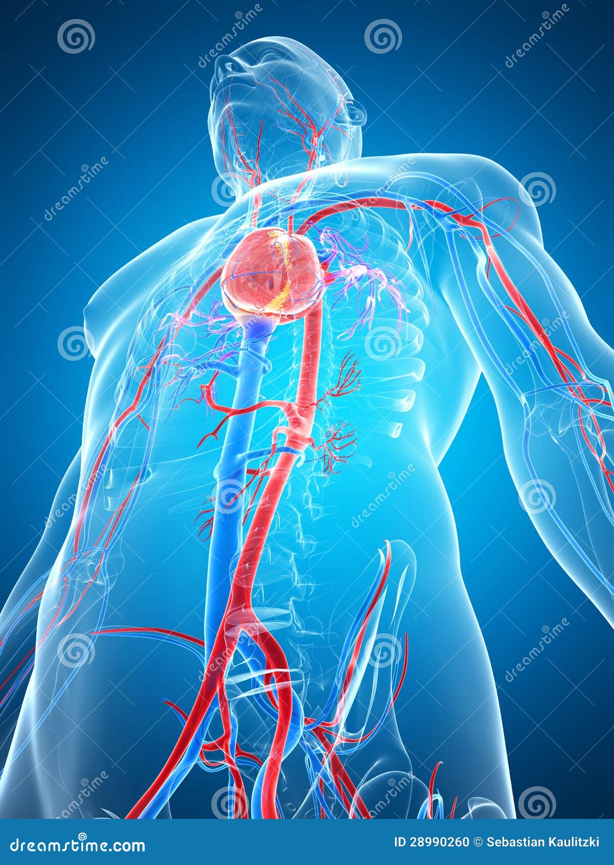 Human Vascular System Royalty-Free Cartoon | CartoonDealer.com #6787589