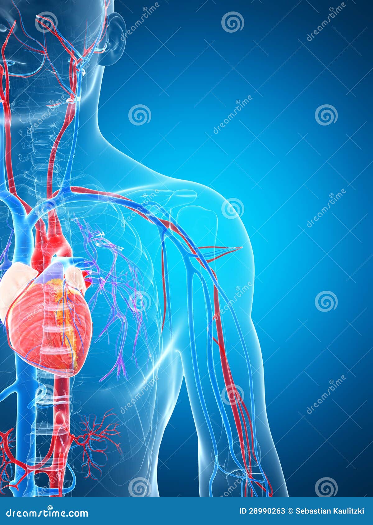Human vascular system stock illustration. Illustration of blood - 28990263