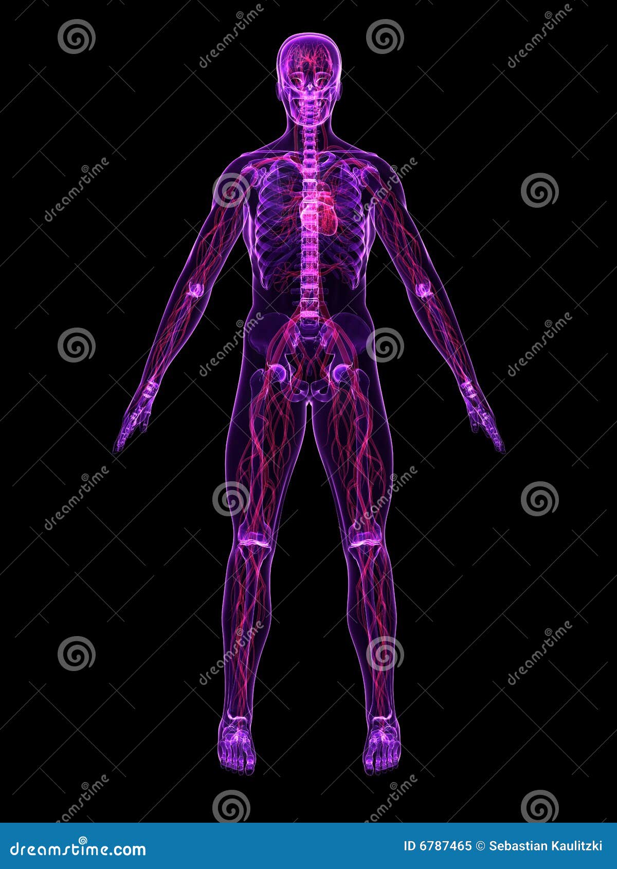 Human Vascular System Stock Illustration | CartoonDealer.com #6787465