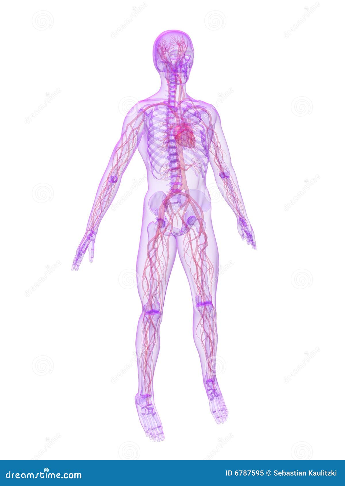 Human vascular system stock illustration. Illustration of heartattack ...