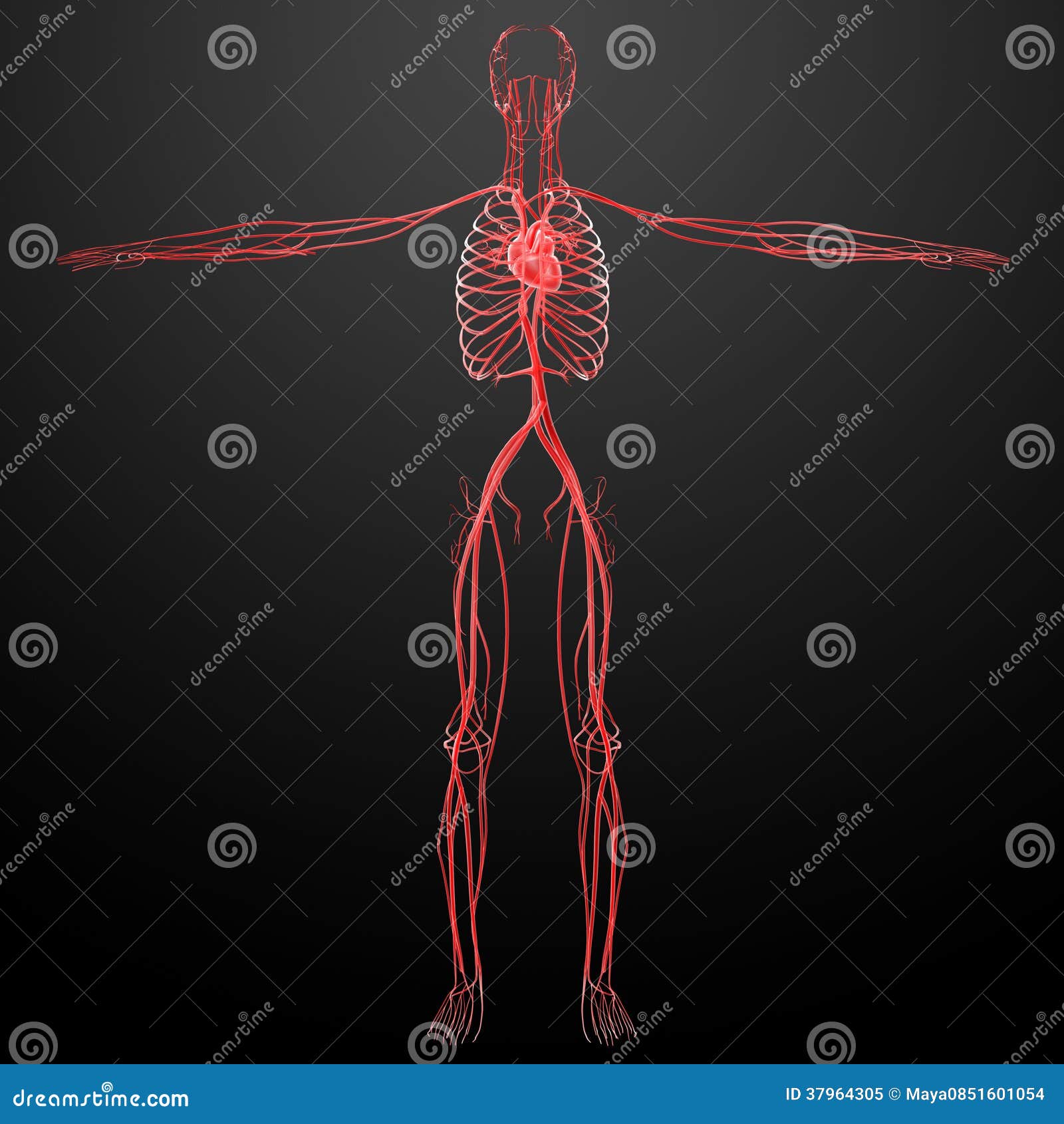 Human Vascular System Stock Illustration | CartoonDealer.com #28962517