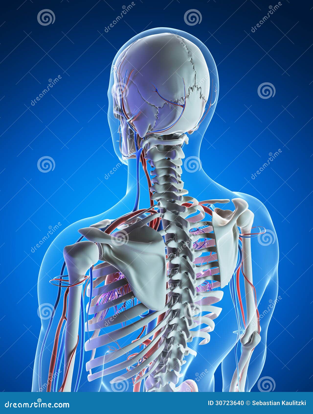Human vascular system stock illustration. Illustration of cardiology ...