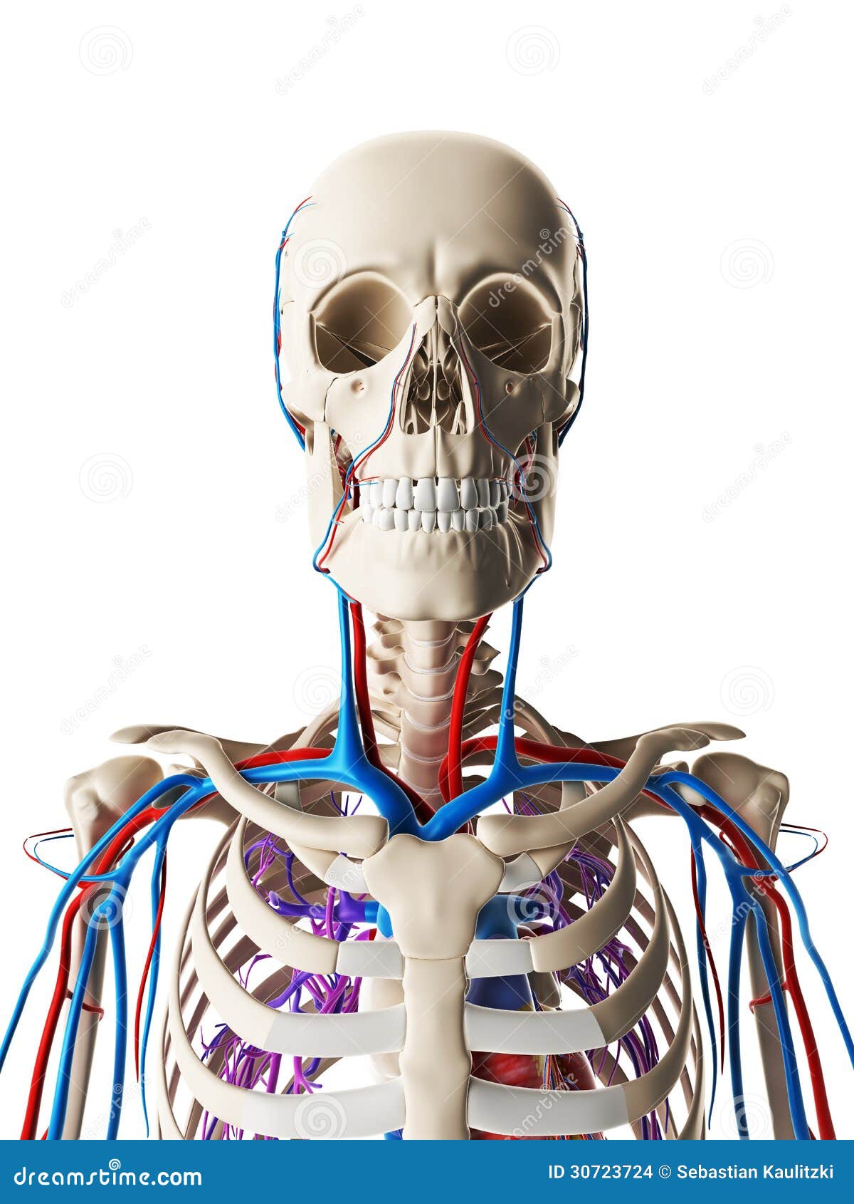 Human vascular system stock illustration. Illustration of anatomy ...