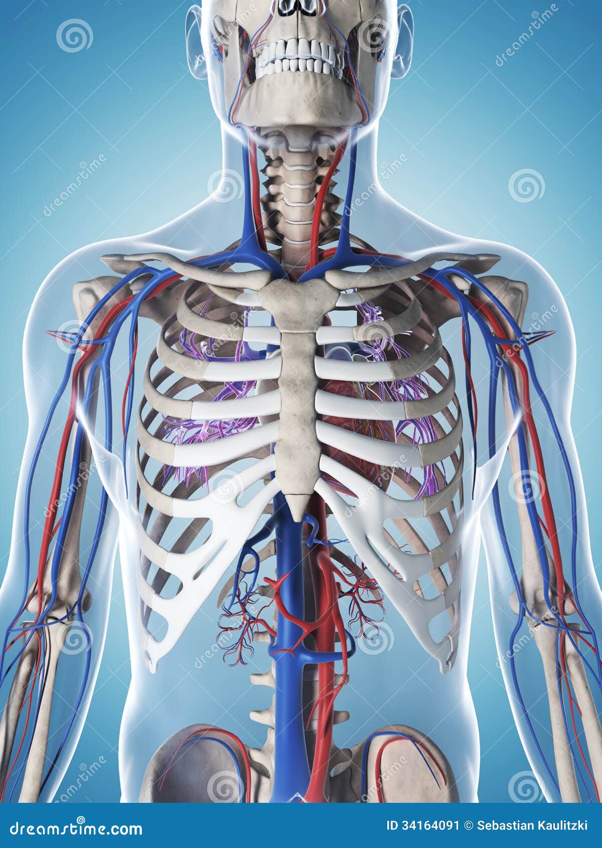 Human vascular system stock illustration. Illustration of ribs - 34164091