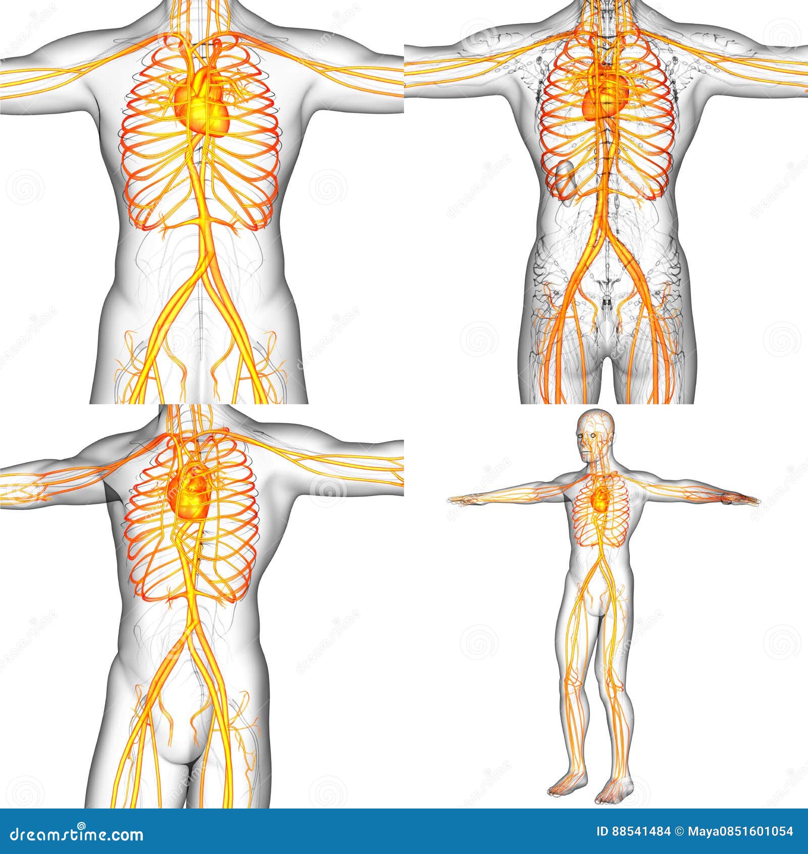 Human Vascular System Stock Illustration | CartoonDealer.com #28960762