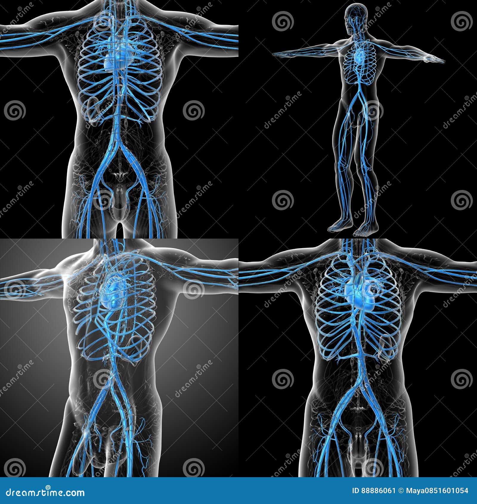 Human vascular system stock illustration. Illustration of medical ...
