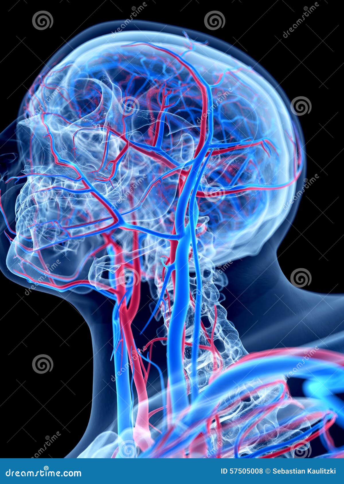 The human vascular system stock illustration. Illustration of ...