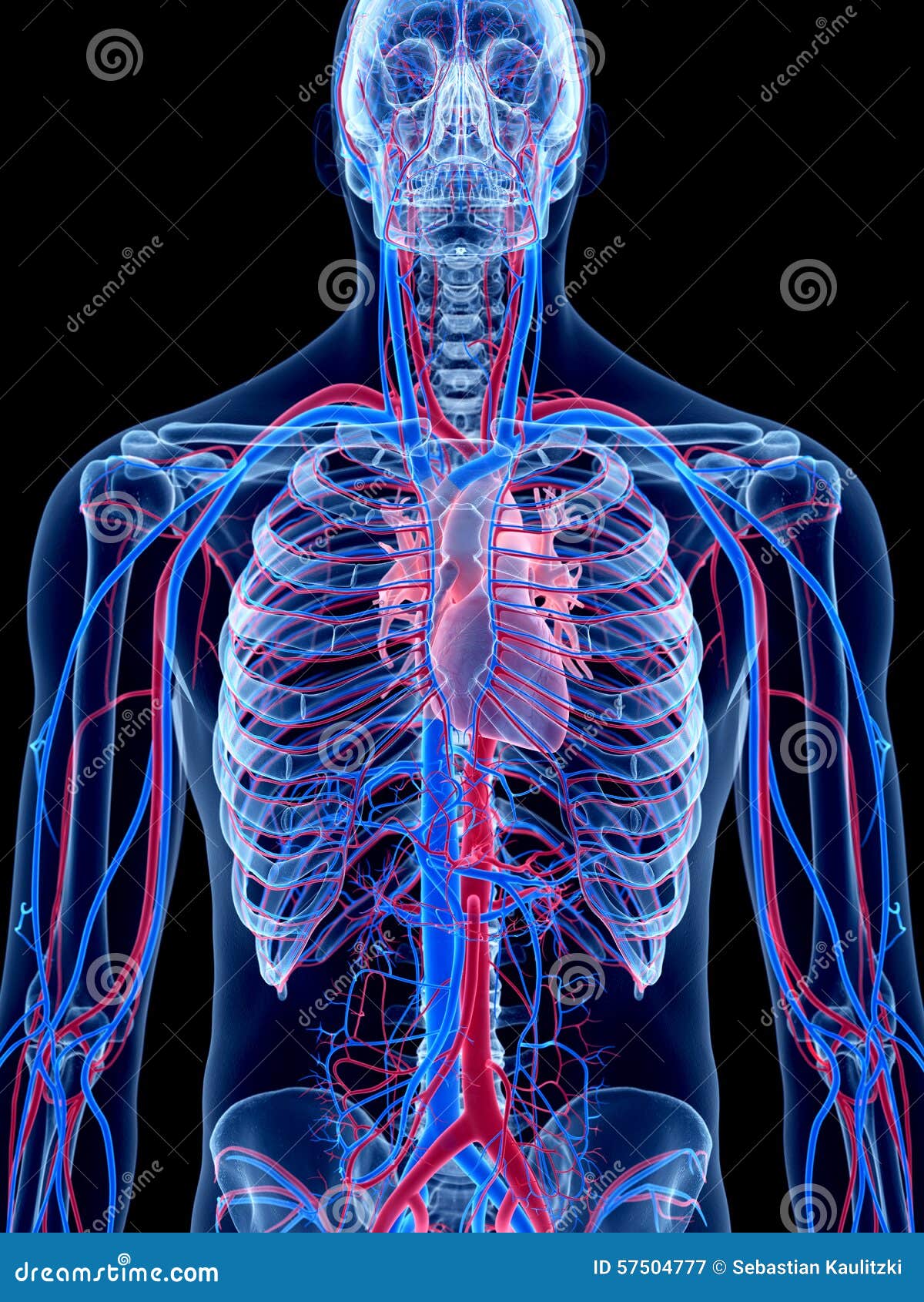 The human vascular system stock illustration. Illustration of science ...