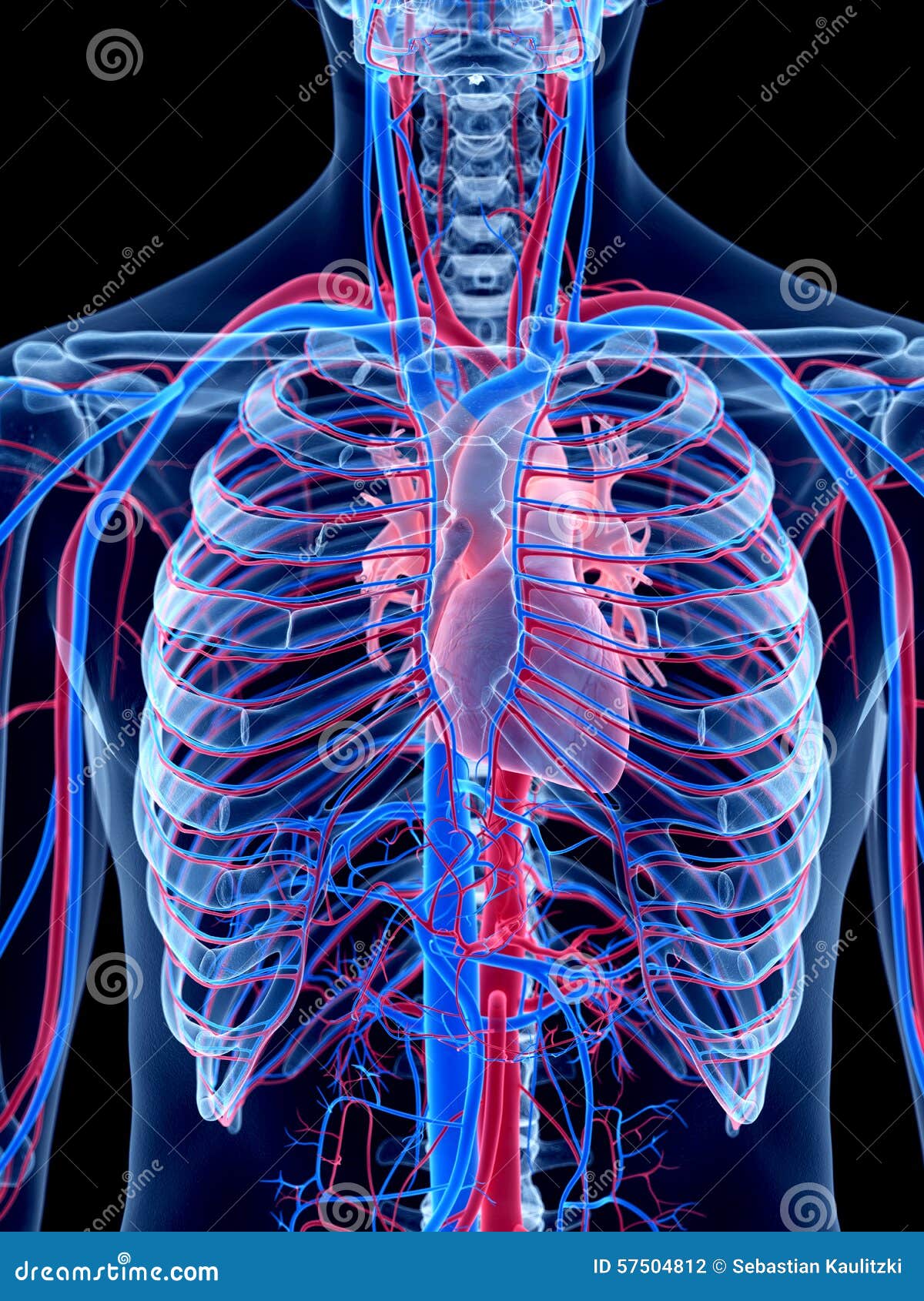 The human vascular system stock illustration. Illustration of anterior ...