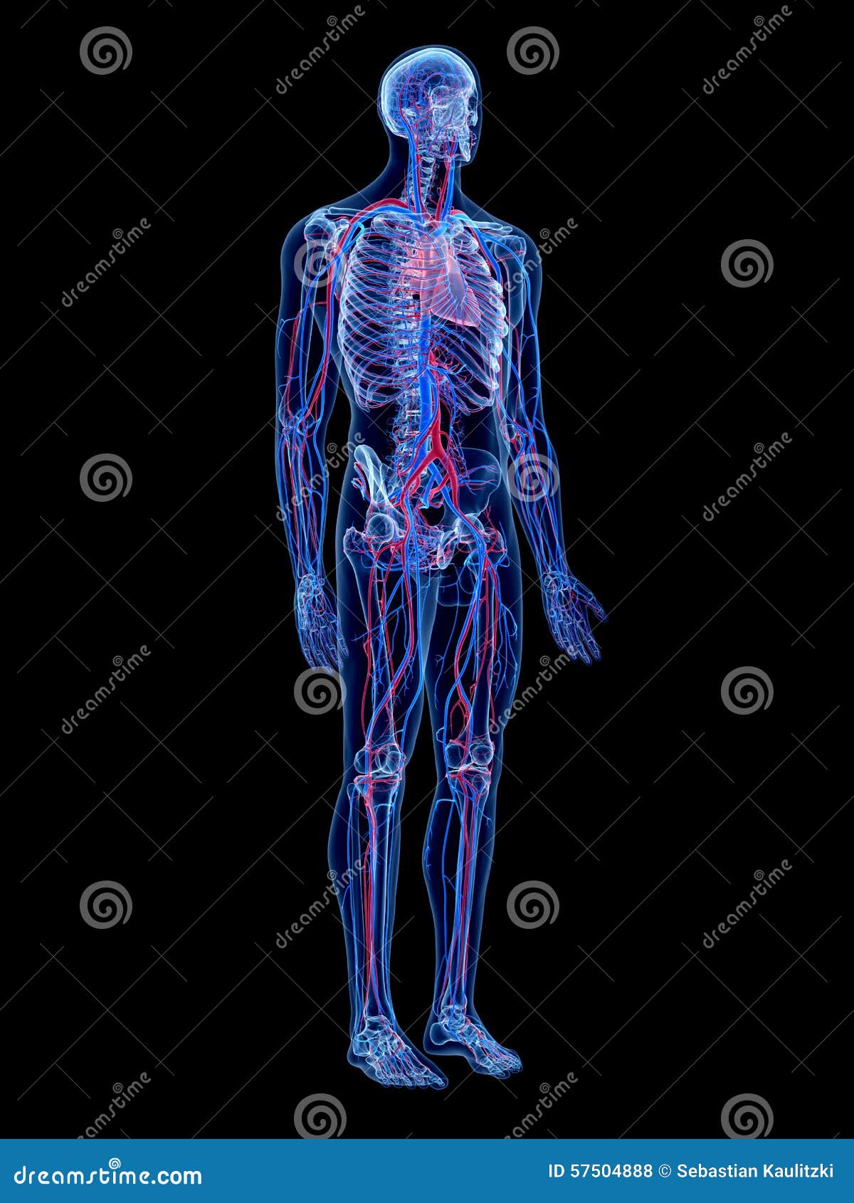 The human vascular system stock illustration. Illustration of ...