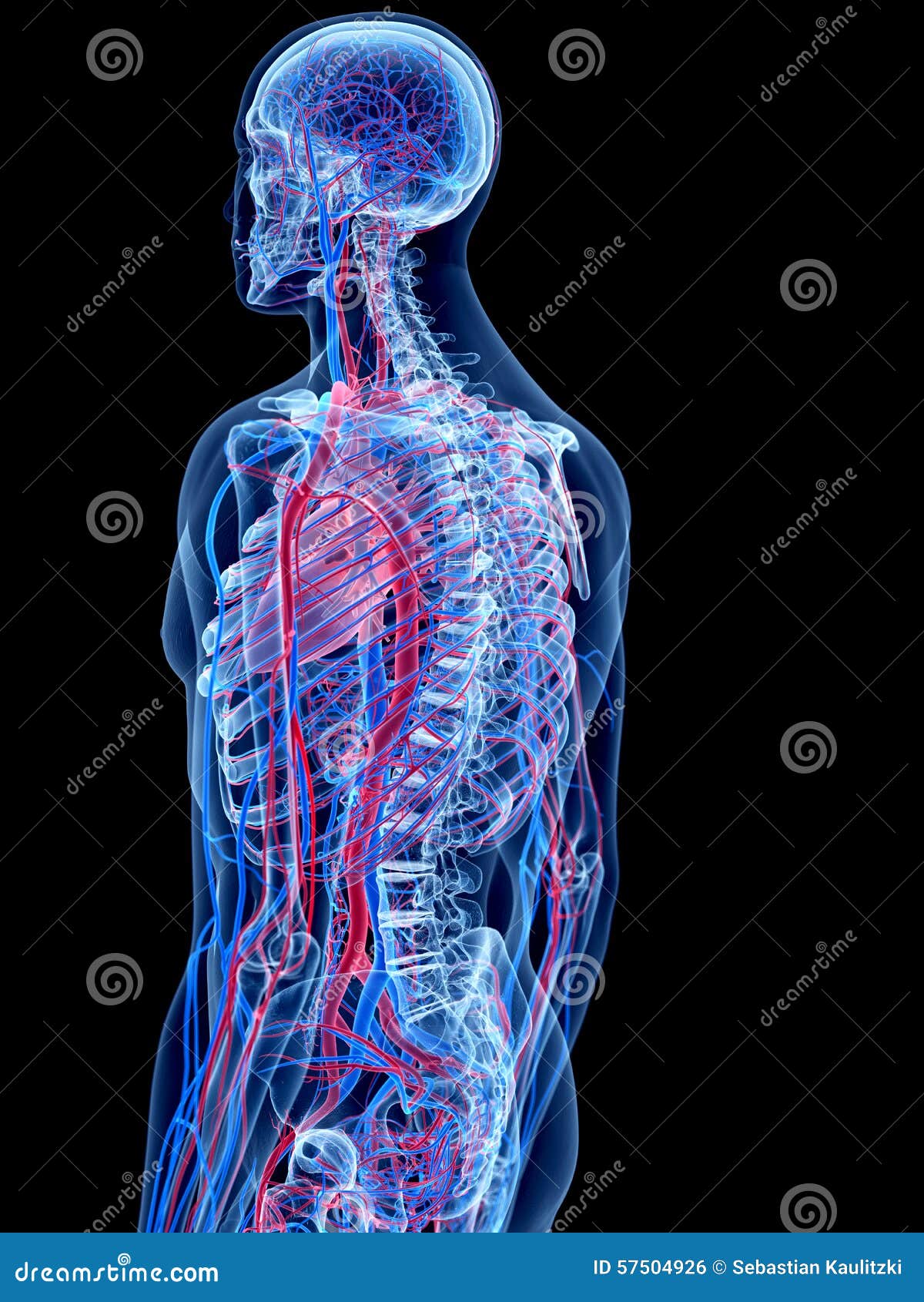 The human vascular system stock illustration. Illustration of artwork ...