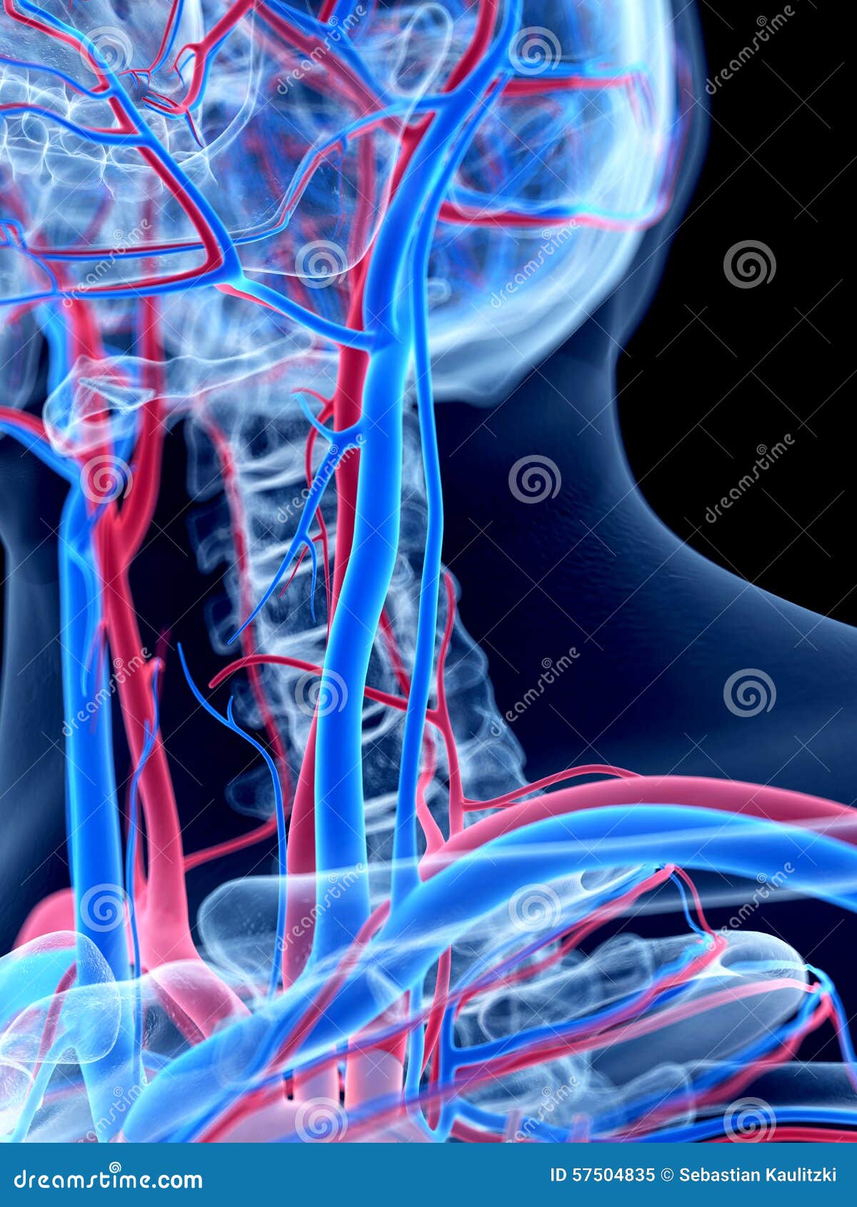 Human Vascular System Royalty-Free Cartoon | CartoonDealer.com #15434987