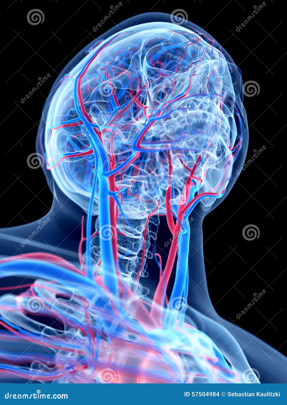The human vascular system stock illustration. Illustration of human ...