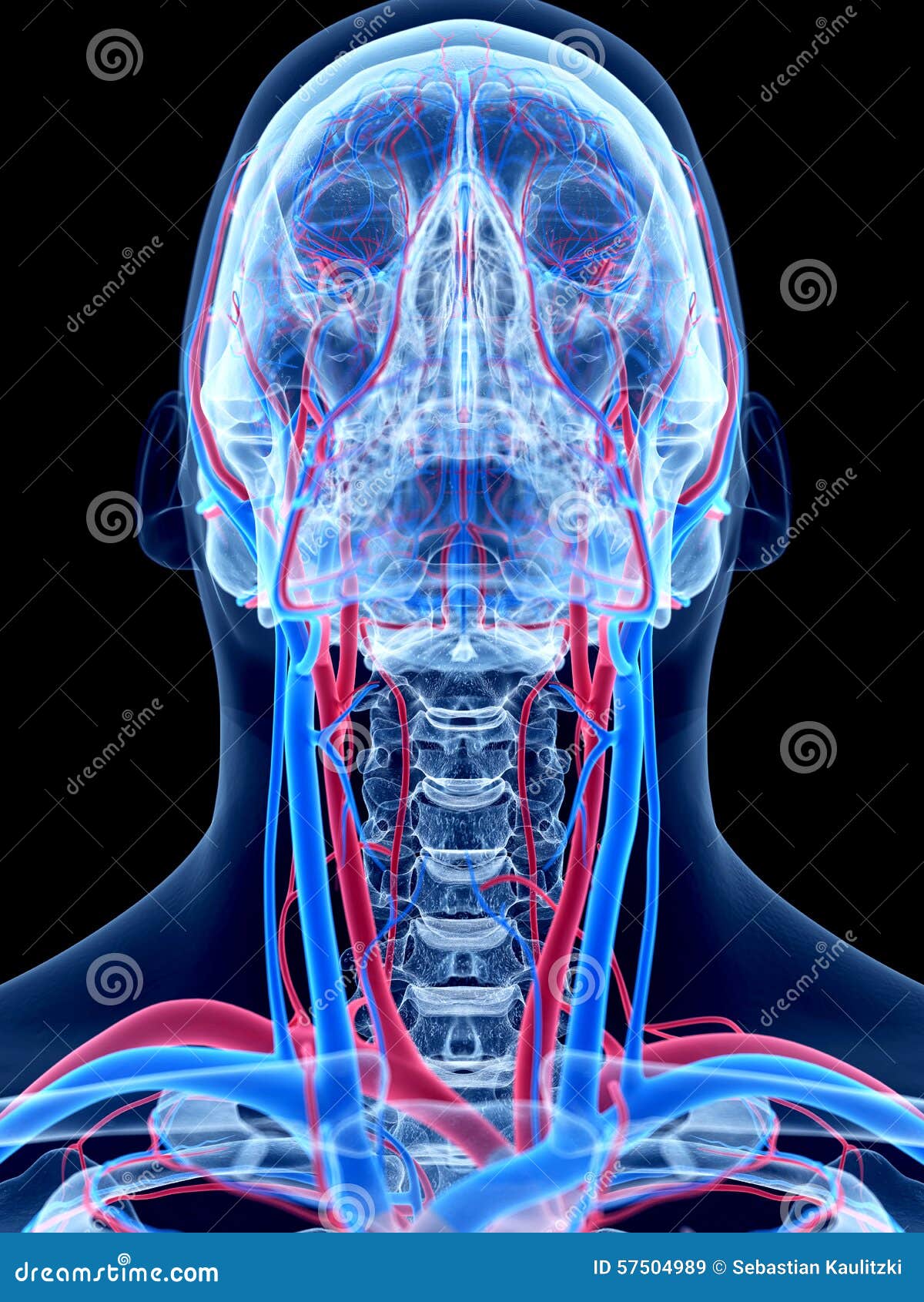 The human vascular system stock illustration. Illustration of ...