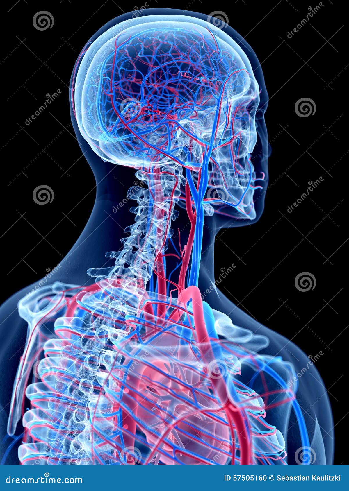The human vascular system stock illustration. Illustration of neck ...