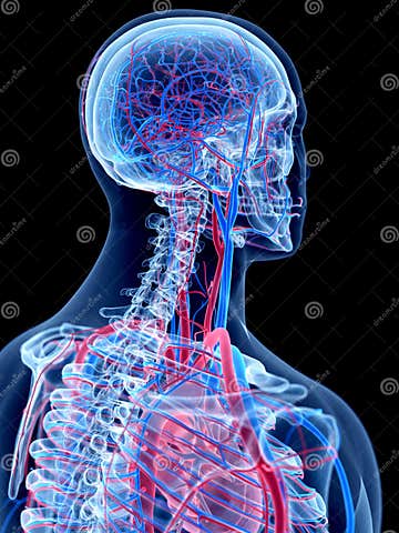 The human vascular system stock illustration. Illustration of neck ...