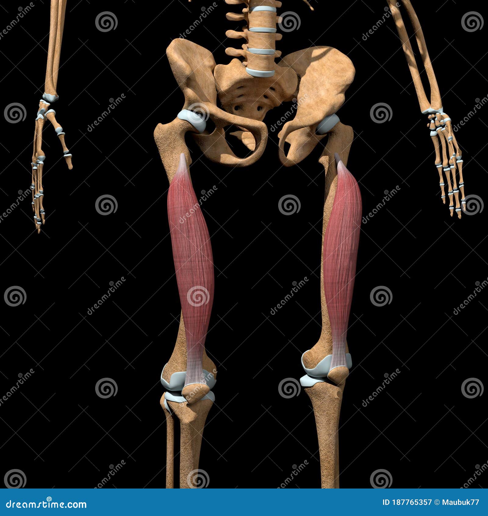 Human Vastus Intermedius Muscles on Skeleton Stock Illustration ...