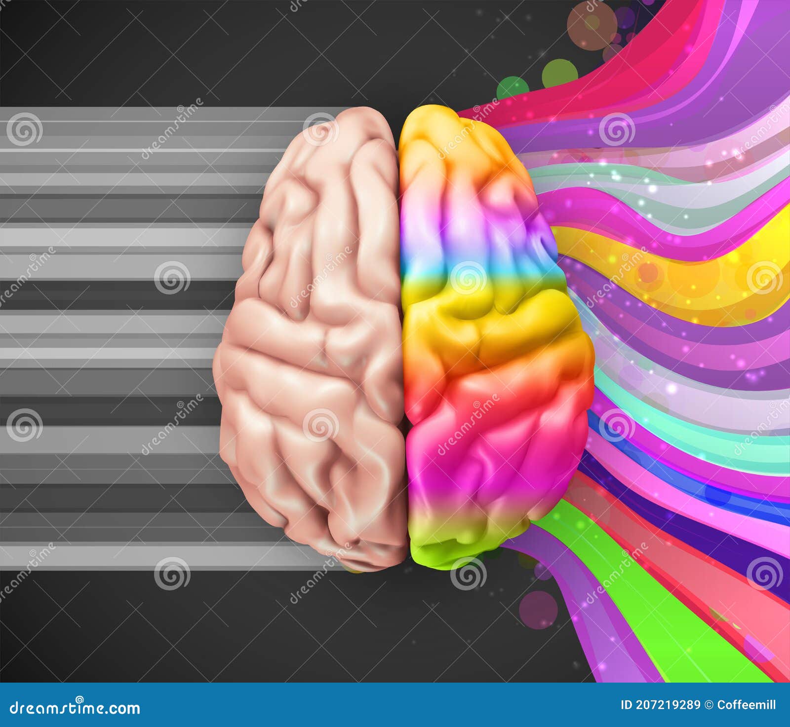 Human Vector Brain. Mesh. Logical and Creative Hemispheres. Bright ...