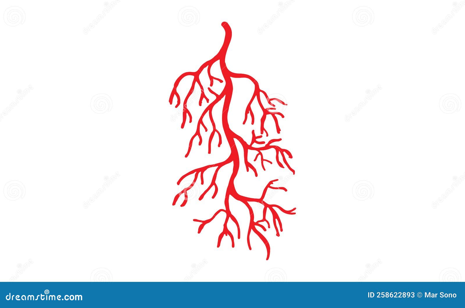 Human Veins and Arteries Illustration Stock Vector - Illustration of ...