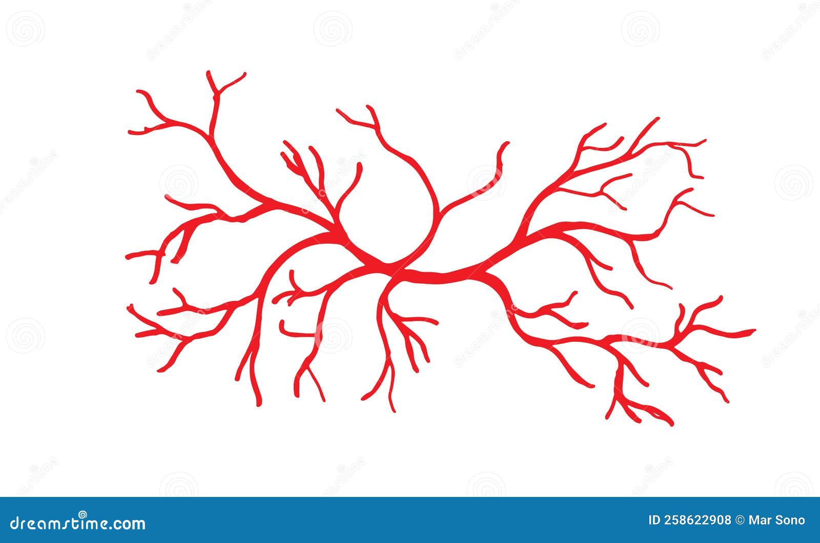 Human Veins and Arteries Illustration Stock Vector - Illustration of ...