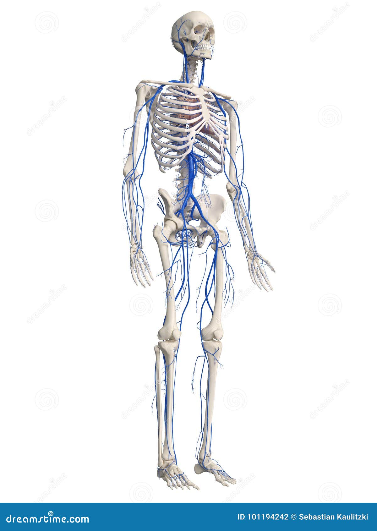 The human veins stock illustration. Illustration of medically - 101194242