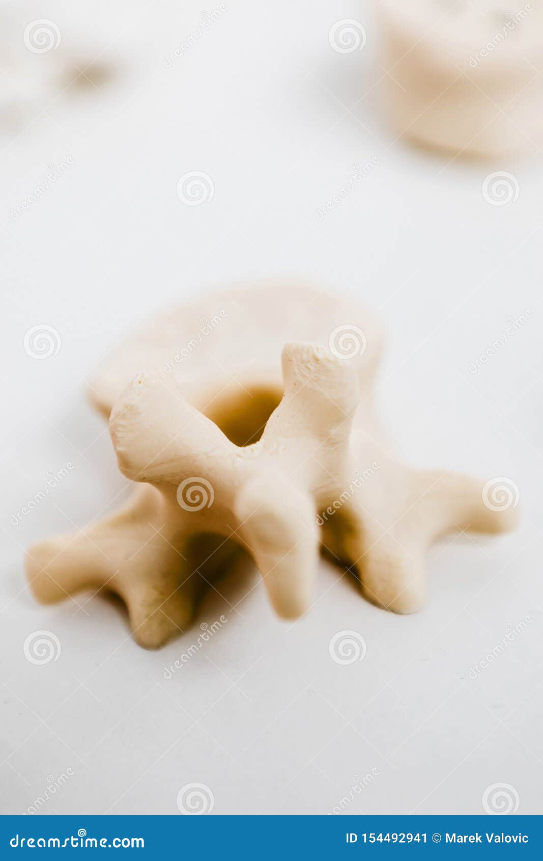 Human Vertebra Plastic Model Stock Image - Image of emergency, arch ...