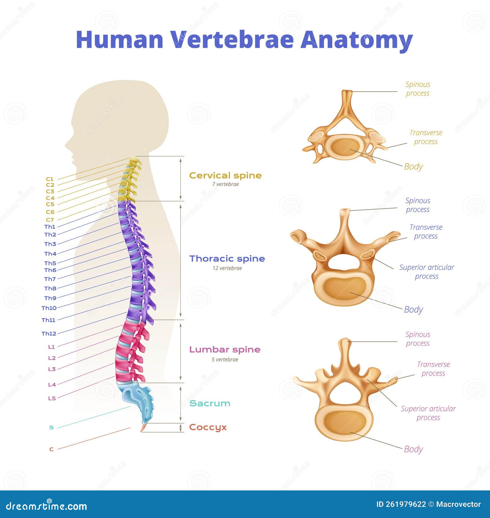 Human Vertebrae Anatomy Infographics Stock Vector - Illustration of ... Human Vertebrae Anatomy Infographics Stock Vector - Illustration of ...