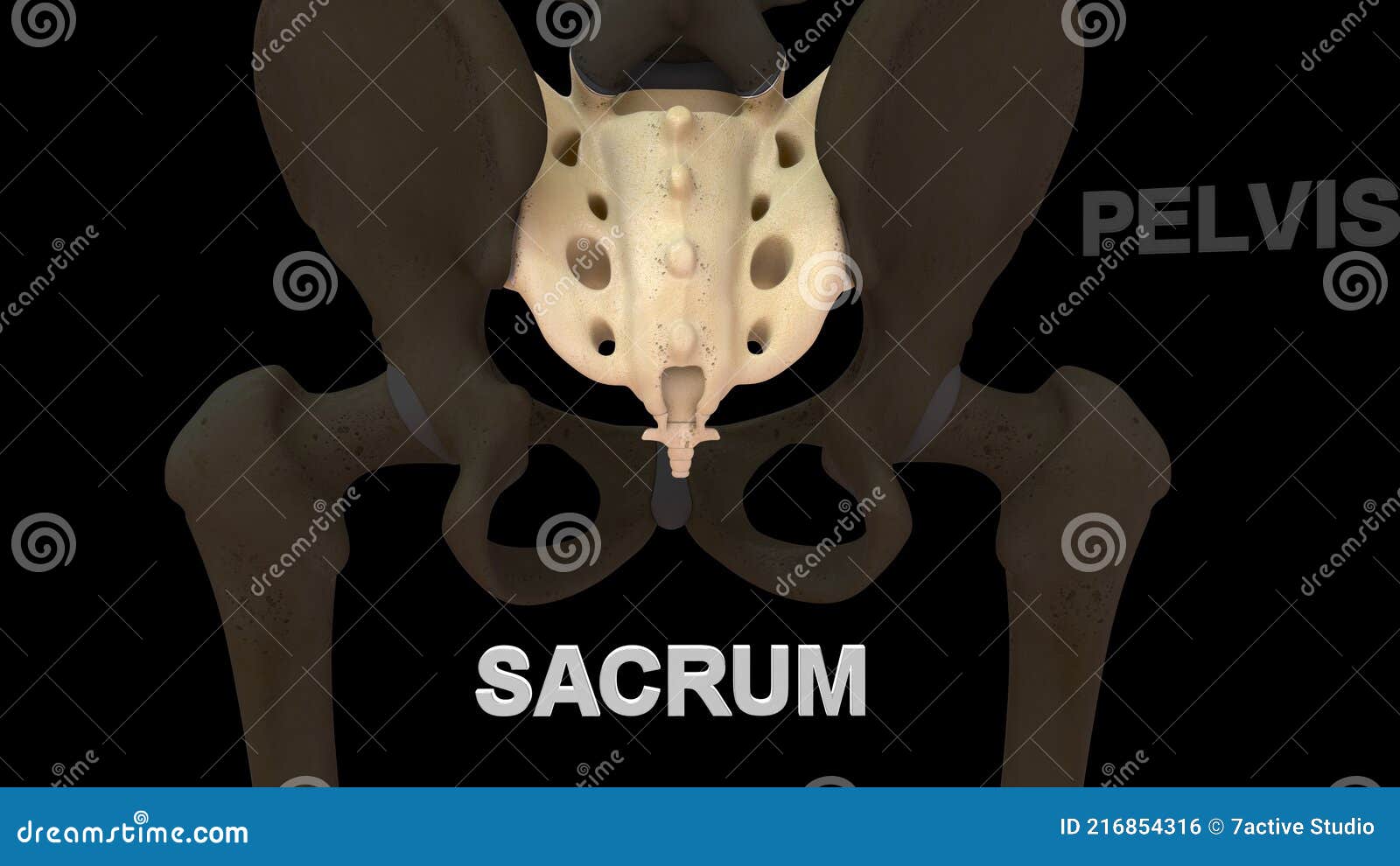 Human Vertebrae Bone Sacrum or Back Bone Tail Stock Illustration ...