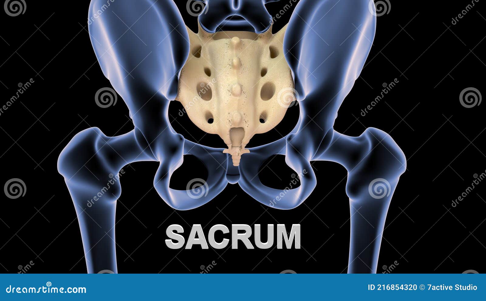 Sacrum Situates Stock Illustrations – 2 Sacrum Situates Stock ...