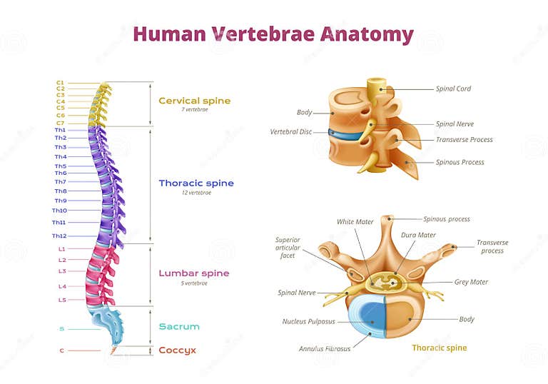 Human Vertebrae Diagram Infographics Stock Vector - Illustration of ... Human Vertebrae Diagram Infographics Stock Vector - Illustration of ...